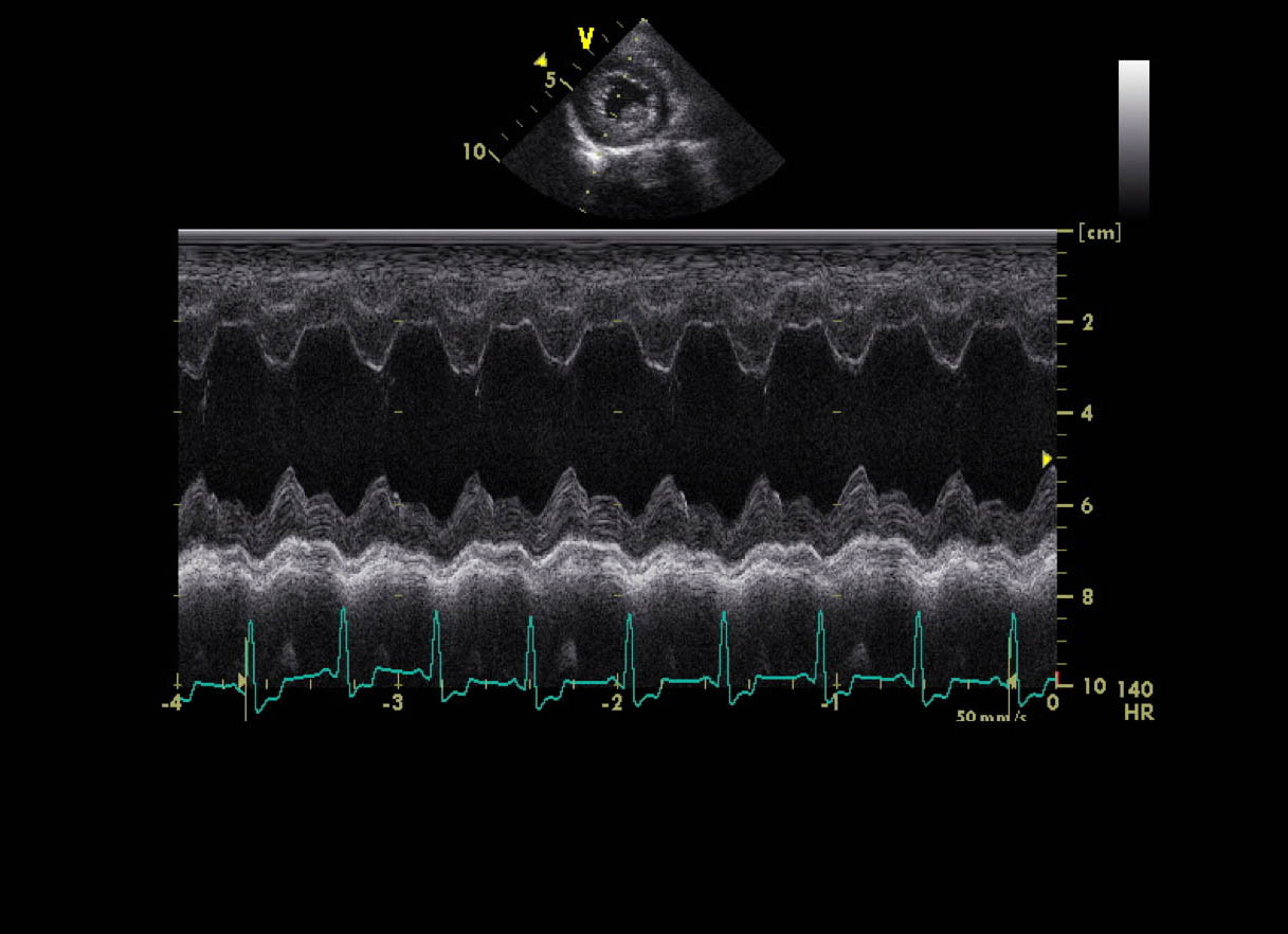 Measure lviddn 1 | iConsultVet
