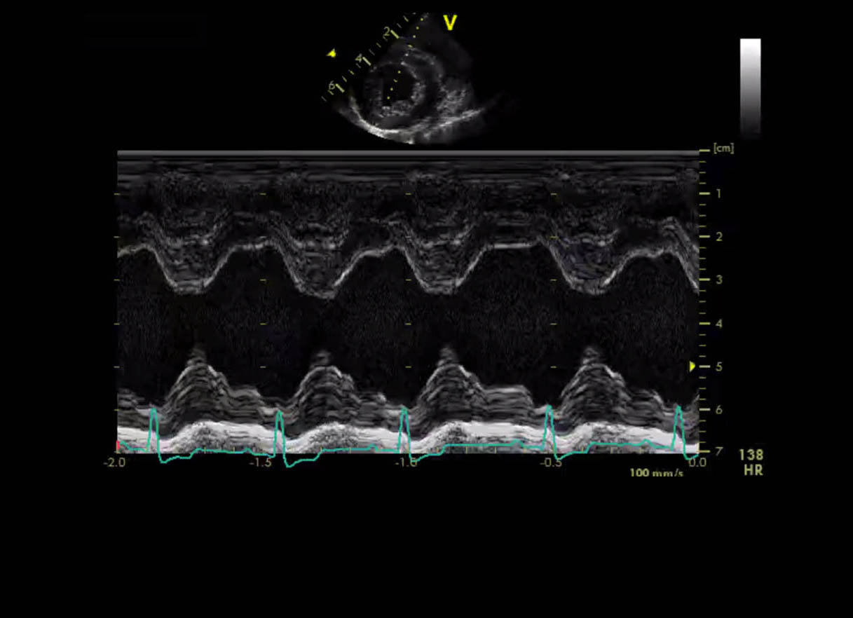 Measure lviddn 3 | iConsultVet