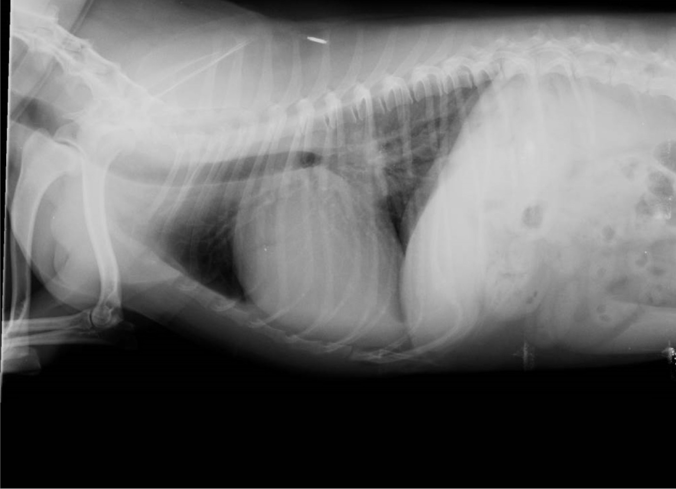 Xray 1 | iConsultVet